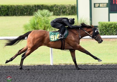 Ghostzapper filly fastest at June Sale’s final Under Tack session – OBS ...